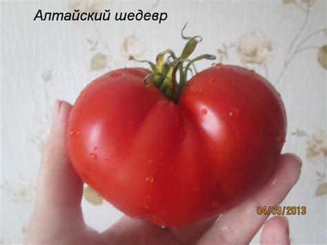 Томат Алтайский шедевр описание и характеристика сорта, особенности ...