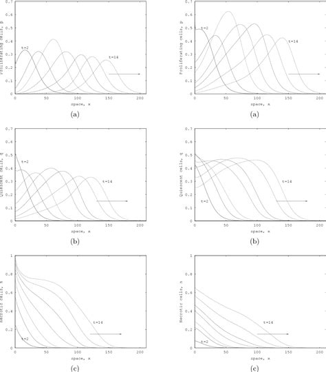 Figure 3 From An Avascular Tumour Growth Model With Random Variation Semantic Scholar