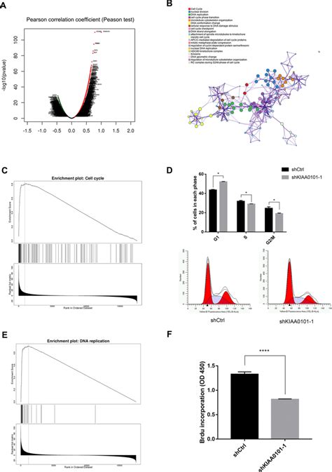 Cell Cycle And DNA Synthesis Process Suppressed After Downregulation Of Download Scientific