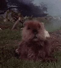 Caddyshack Gopher Meme