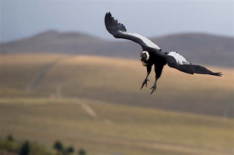 El Cóndor Andino Uno De Los Principales Símbolos Del Ecuador Está En