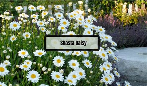 Shasta Daisy Problems Common Issues And Easy Solutions Gardening Flow