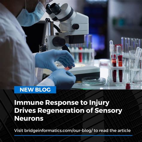 Immunesystem Rnaseq Bioinformatics Bridgeinformatics Jennifer M