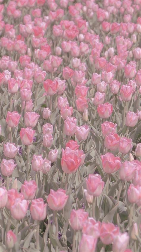 Sᴀvᴇ ⇋ ғoʟʟow мᴇ Collectors ʀιɴ Flower Aesthetic Pastel Pink