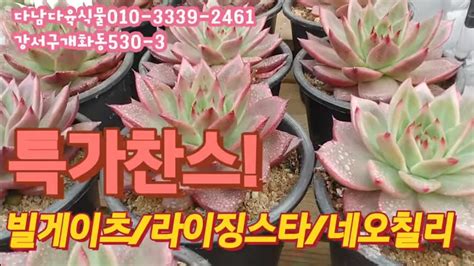 특가찬스빌게이츠라이징스타네오칠리가르시아지방시 다남다육식물010 3339 2461 Youtube