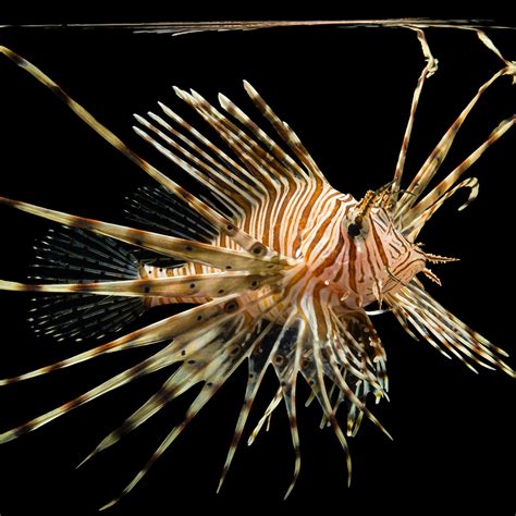 Types Of Fishes
