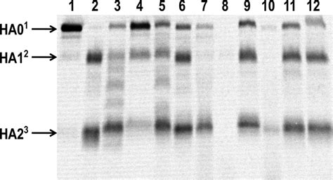 Sds Page Analysis Of Polypeptide Fragment Patterns Obtained Following Download Scientific