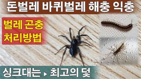 곤충 집안 다큐멘터리 함께 사는 작은 것들 바퀴벌레 돈벌레 귀뛰라미 거미 해충처리 다큐 Youtube