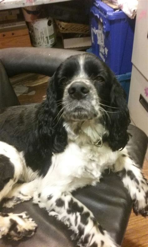 Cockerspaniel Parti Color Cocker Spaniel Puppies Spaniel Puppies