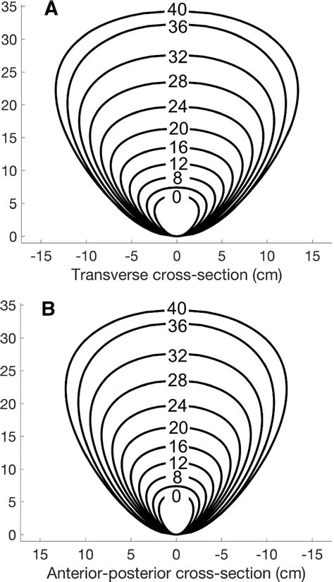Illustration Of The Coronal A And Sagittal B Cross Sections Of The