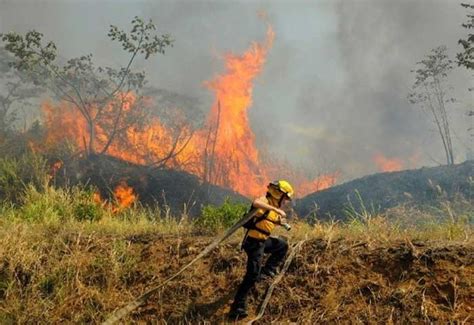 Más De 60 Mil Hectáreas Se Han Visto Afectadas Por Incendios Forestales