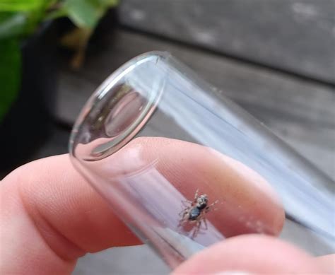 Spider Morph Mutation R Salticidae