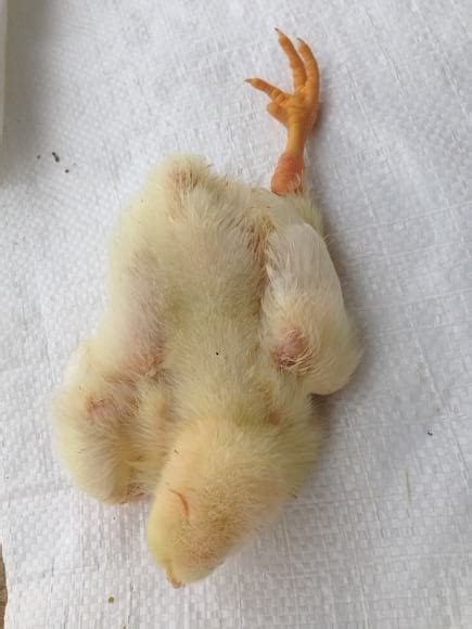 Plastic Bone Engormix