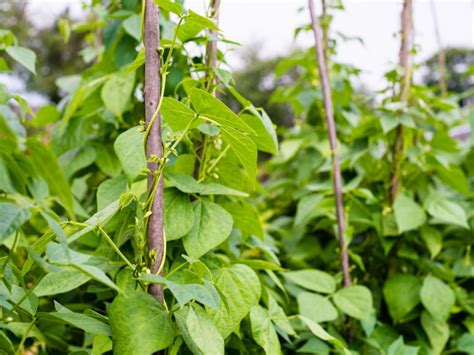 Pinching Pole Beans Stunting Pole Bean Growth With Pinching Or Pruning