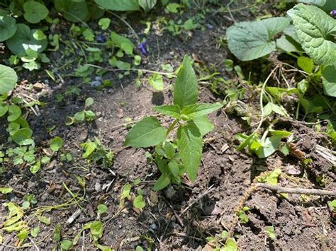 Seedling Identification Guide