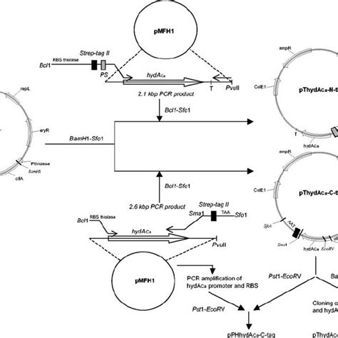 Construction Of The Shuttle Expression Vectors For Each Plasmid The Download Scientific
