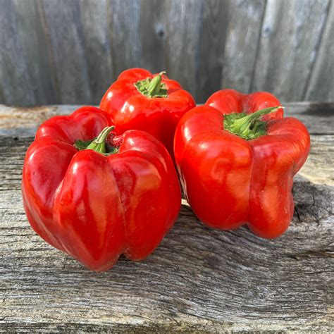 King Crimson Sweet Pepper Revival Seeds