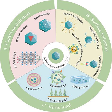 Adeno Associated Virus Engineering For Tropism Modification Ijn