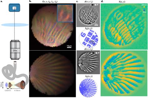 Figure 1 From Quantitative Phase Imaging With A Metalens Semantic Scholar