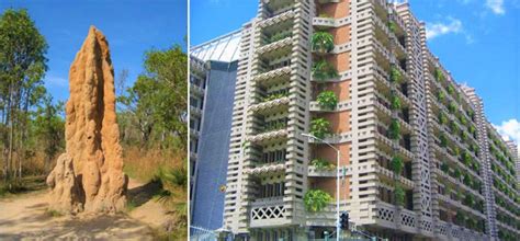 What Is Biomimetic Architecture And Why Young Architects Should Know