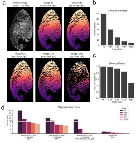 Benchmarking Of Cellpose Algorithm Across Different Image Sizes And