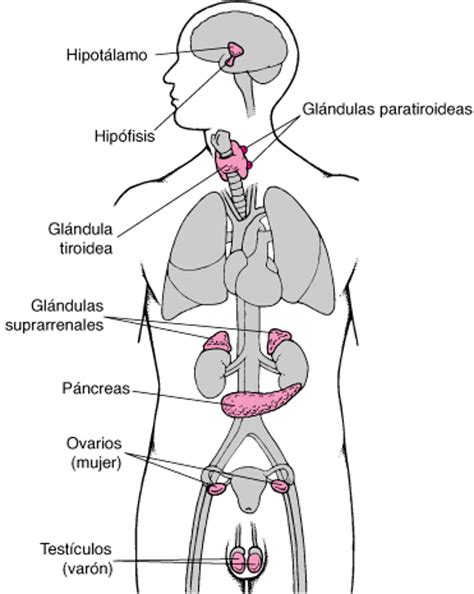 Glándulas Endocrinas Trastornos Hormonales Y Metabólicos Manual Msd