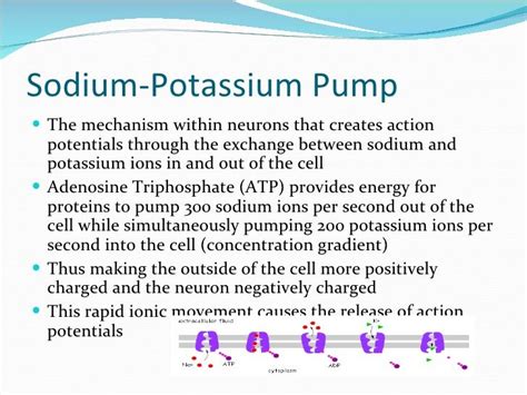 Action Potential Diagram With Sodium Potassium Pump Lecture