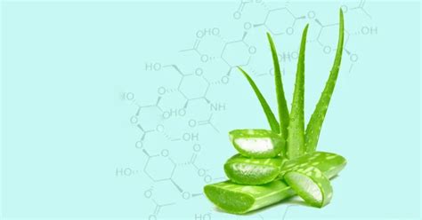 What Is Acemannan And What Can It Do For You Aloecure