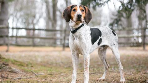 Bluetick Walker Hound Mix
