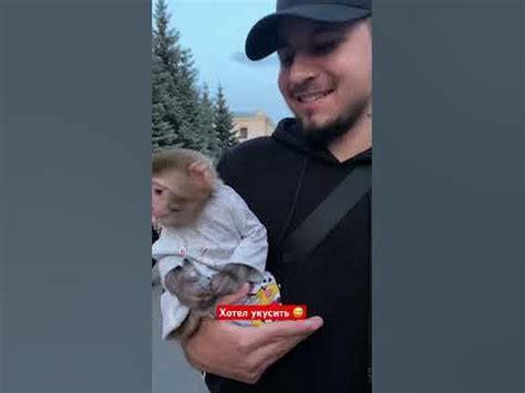 Обезьяна в руках 😁 #чебоксары #чувашия #казань - YouTube