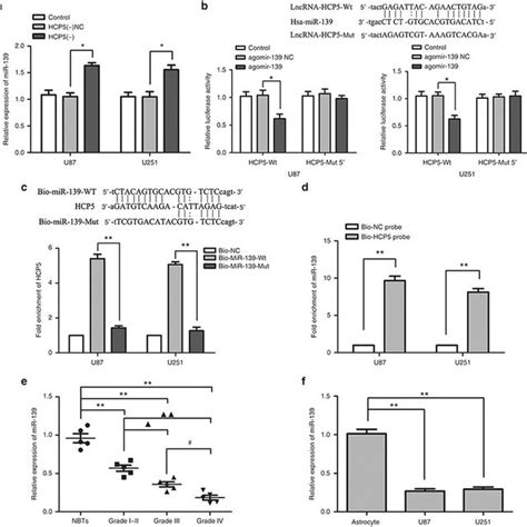 Runt Related Transcription Factor 1 Runx1 Feedback Promoted
