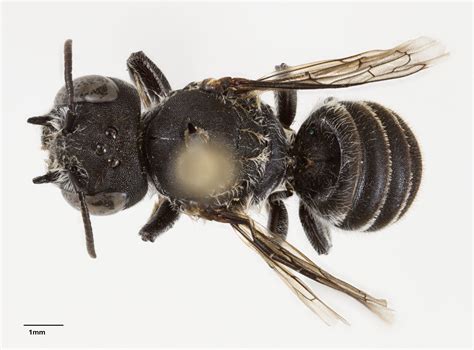 New ‘lucifer Bee Species With Devil Like Horns Discovered In Australia