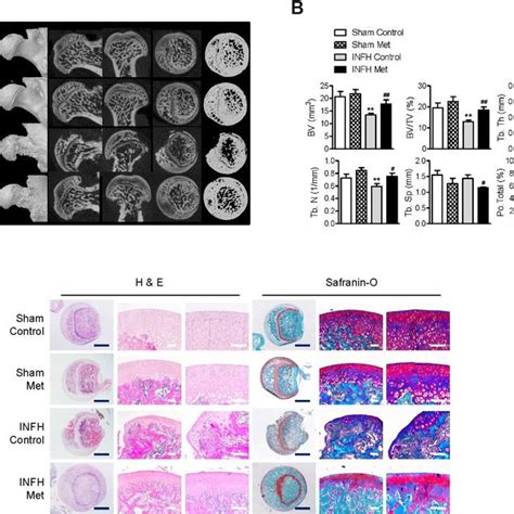 Protective Effect Of Metformin In The Infh Rat Model A Download Scientific Diagram