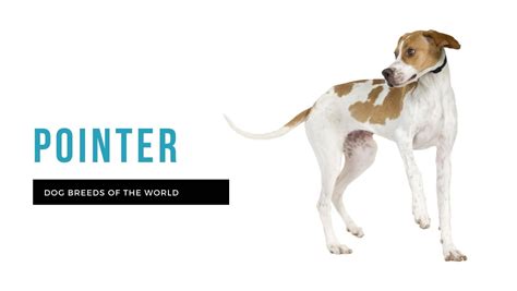Pointer English Pointer Pet Hero