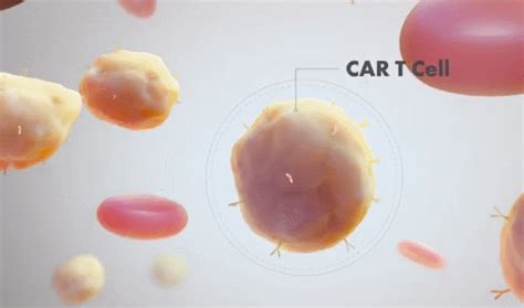 在健康时存储免疫细胞有必要吗？从衰老和增强免疫力等角度分析 知乎