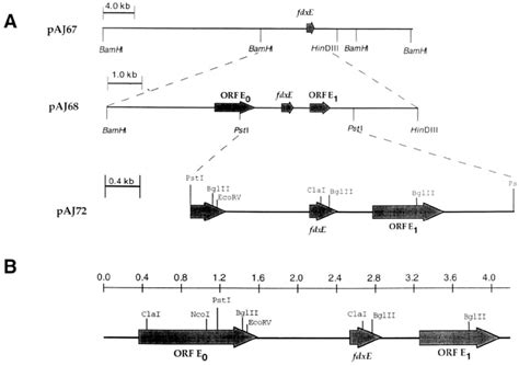 Physical Map Of The Fdxe Locus And Subcloning Strategy A Cosmid