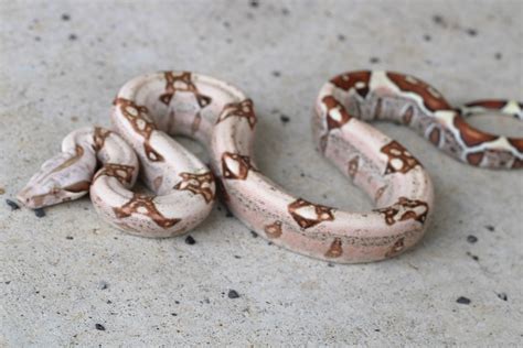 Dd Pink Panther Vpi Albino Boa Constrictor By Sunshine State Serpents