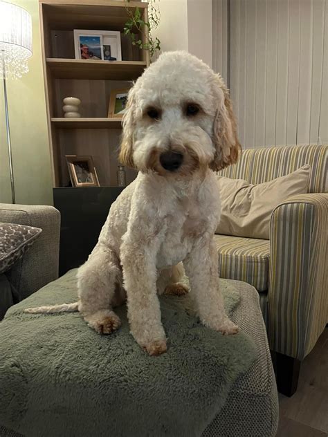 Cockapoo Owners My Cheeky Little Boy Marley After His Groom Today 💙