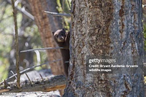 Huger Photos And Premium High Res Pictures Getty Images