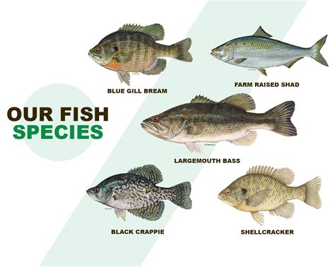 Pond Fish Types