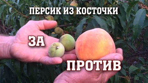 Персик из косточки/ ЗА или ПРОТИВ - YouTube