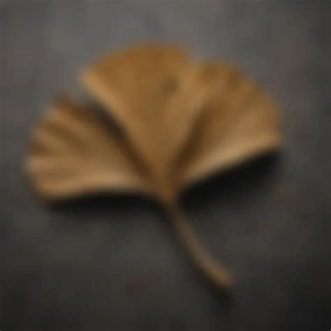 Exploring The Market For Ginkgo Fossils A Comprehensive Guide