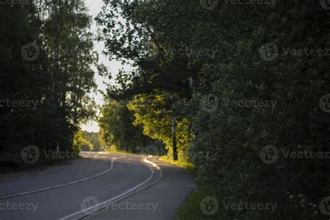 Single Line Tree Stock Photos Images And Backgrounds For Free Download