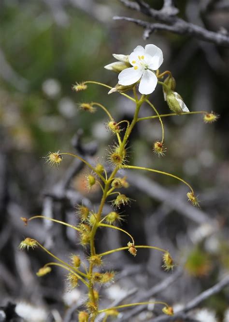 Australian Carnivorous Plants Droseraceae