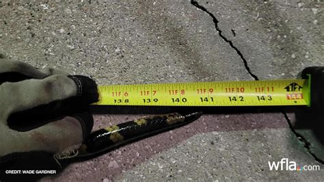 Man Finds Nearly 12 Foot Python In Florida Neighborhood Wfla