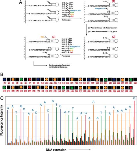 Dideoxynucleotide Sequencing