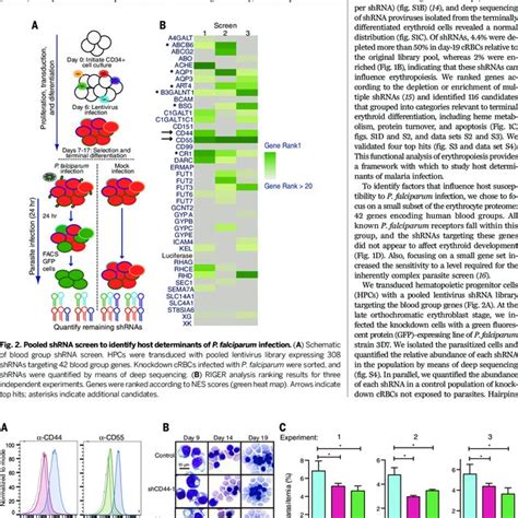 Validation Of Cd44 And Cd55 As Host Factors Required For P Falciparum