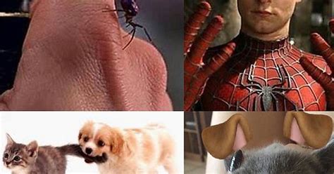 Catog Album On Imgur