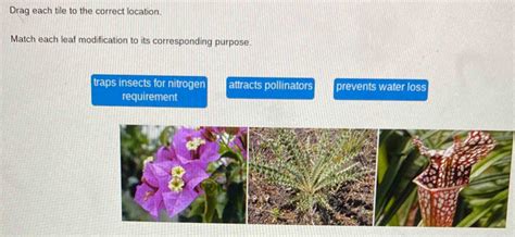 Drag Each Tile To The Correct Location Match Each Leaf Modification To Its Corresponding [others]