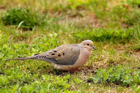 All The Types Of Doves From Madagascar To The Andes Outforia